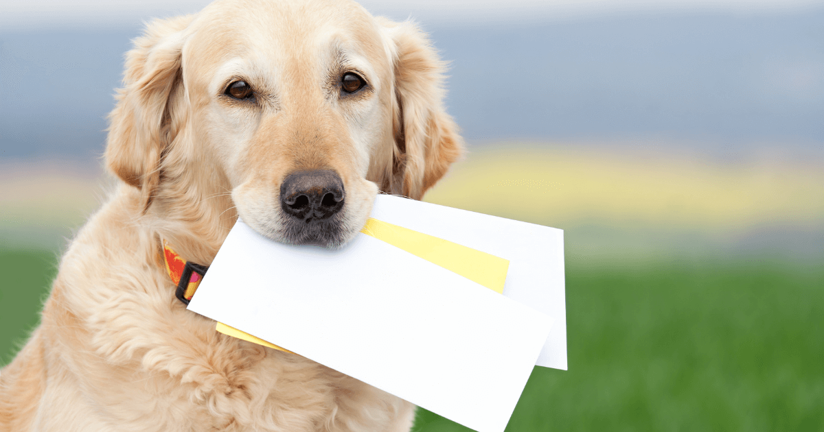What Does the Dog's Bark Convey?