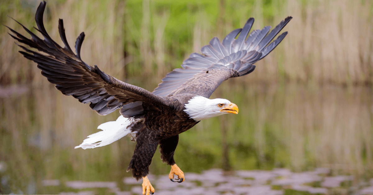 Today's message from the Eagle Feather