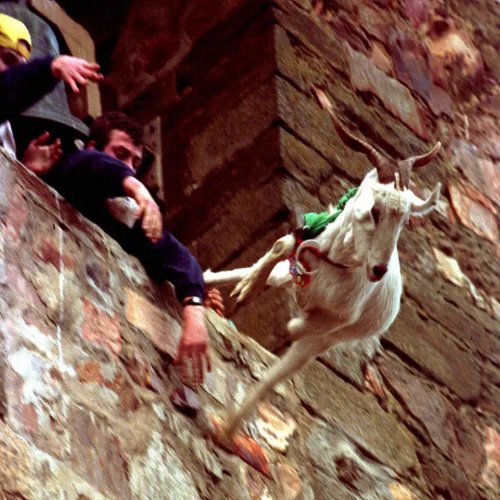 End the Cruelty: Help Ban the Goat Tossing Festival in Spain!
