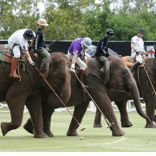 Elephant’s Cry for Help: Stop Elephant Polo in Nepal