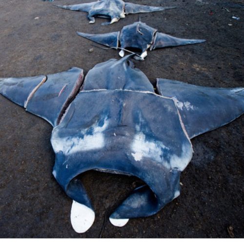 Saving Our Seas: The Fight Against the Manta Ray Killing Festival